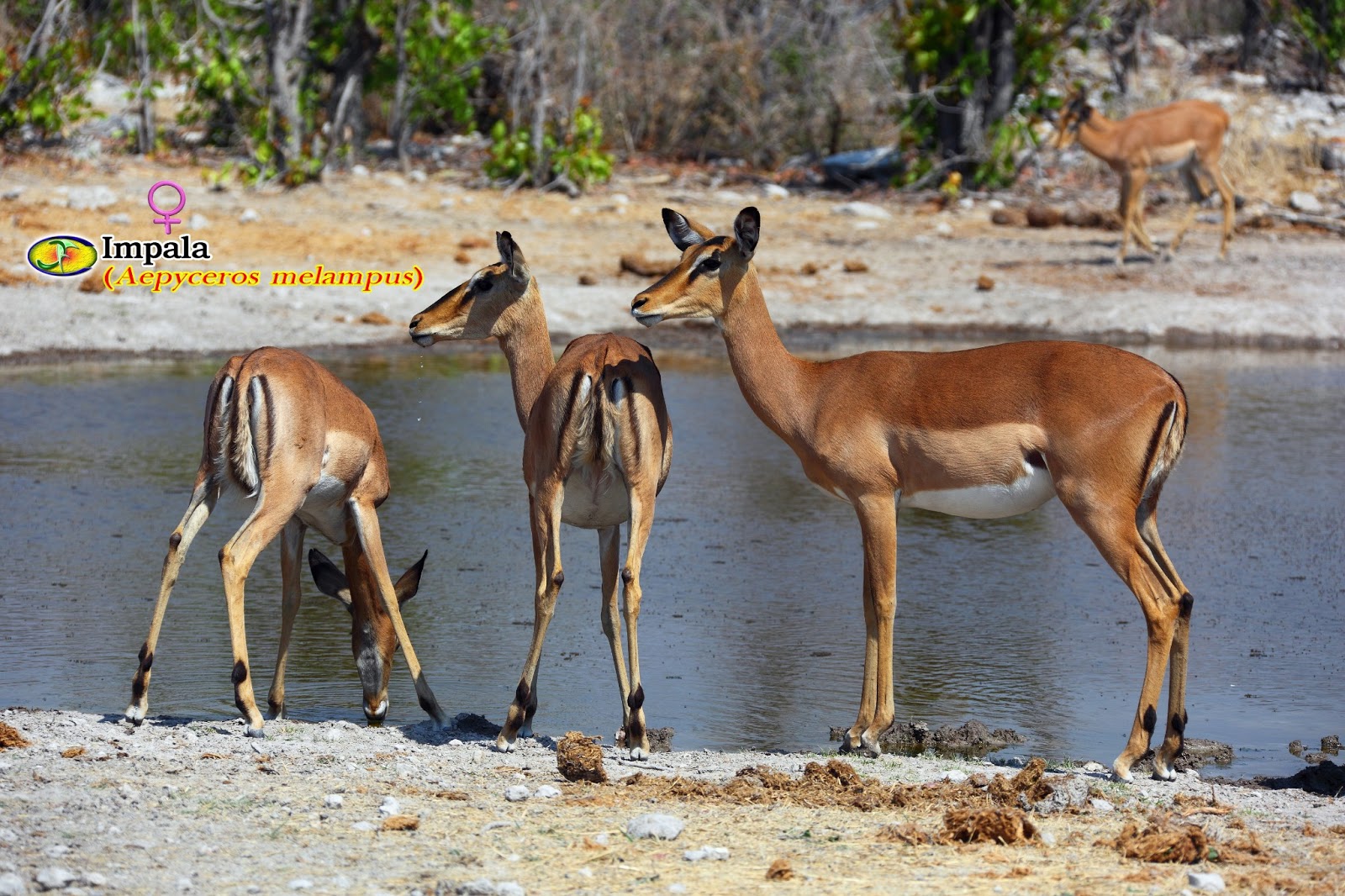 Zoologia: Impala (Aepyceros melampus)